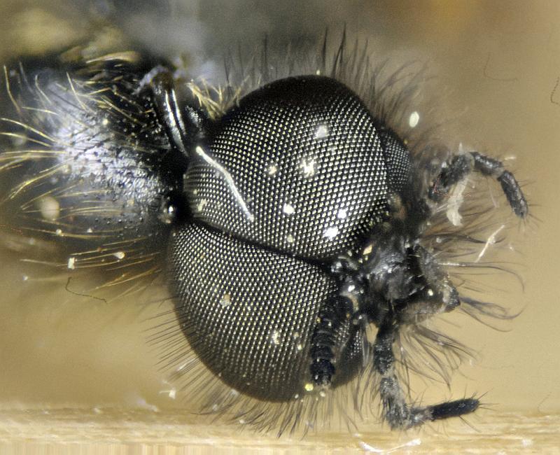 Insects in an Urban Garden - Diptera