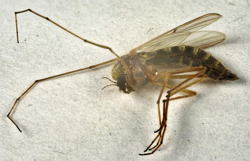 Insects in an Urban Garden - Diptera