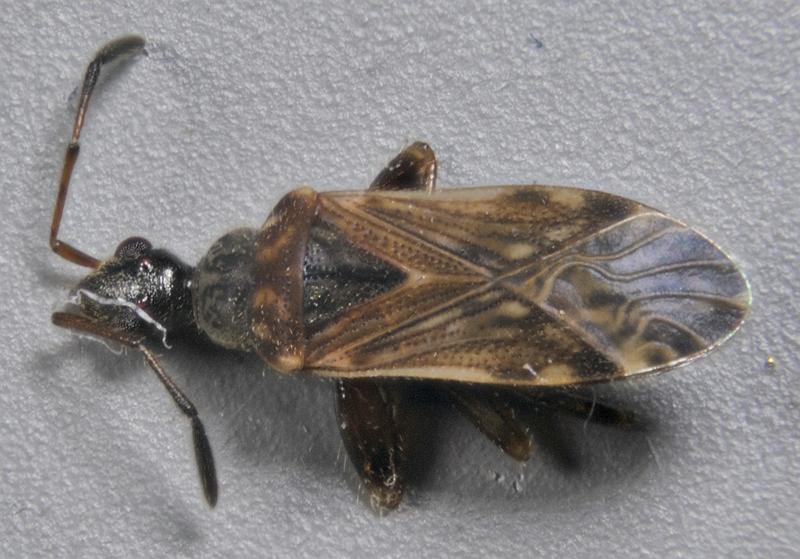 Insects in an Urban Garden - Hemiptera