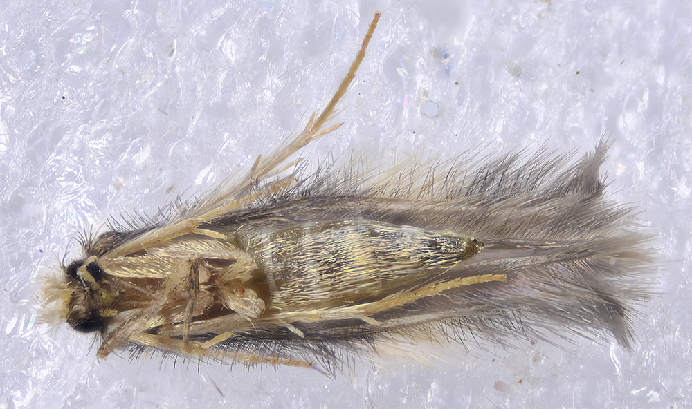 Insects in an Urban Garden